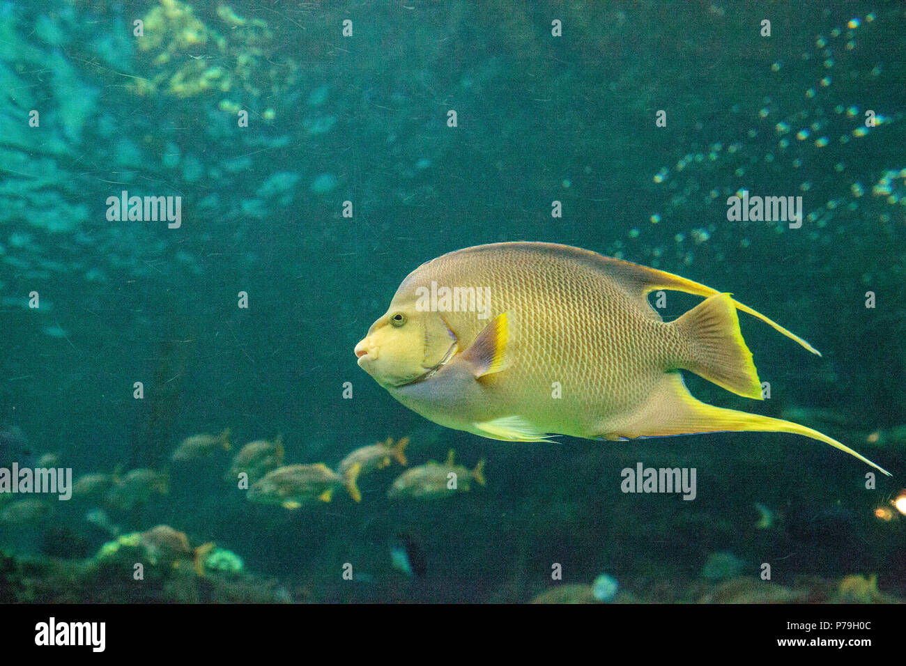 Bermuda blue angelfish Holacanthus bermudensis swims across a coral ...