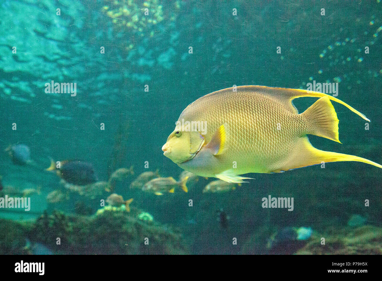 Bermuda blue angelfish Holacanthus bermudensis swims across a coral ...