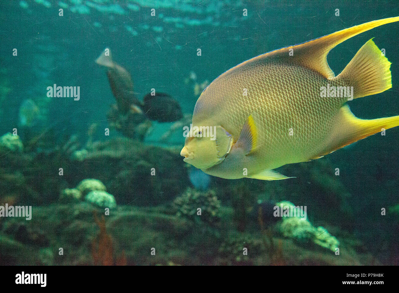 Bermuda blue angelfish Holacanthus bermudensis swims across a coral ...