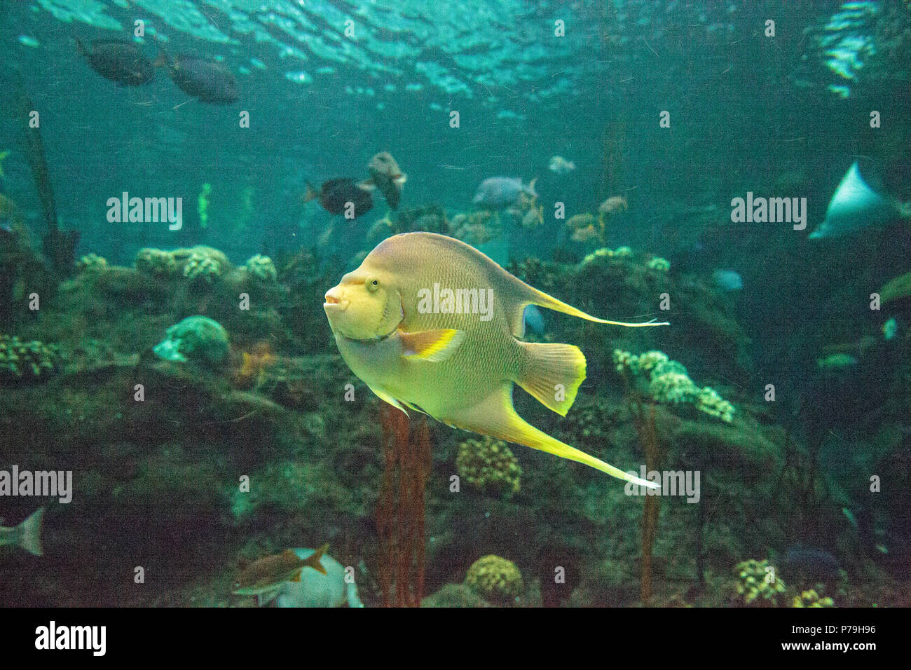 Bermuda blue angelfish Holacanthus bermudensis swims across a coral ...