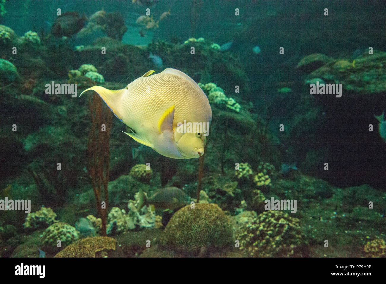 Bermuda blue angelfish Holacanthus bermudensis swims across a coral ...