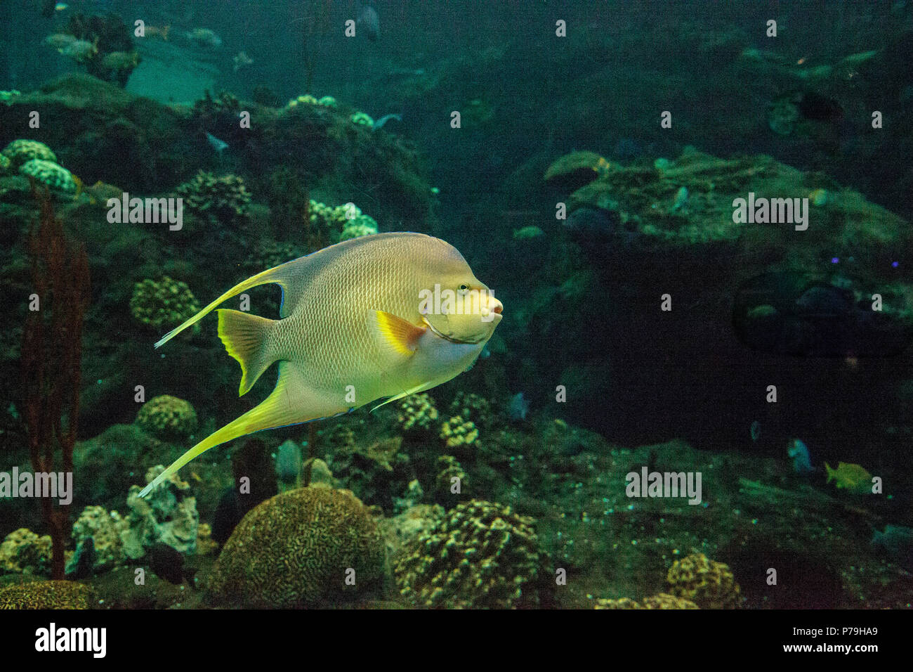 Bermuda blue angelfish Holacanthus bermudensis swims across a coral ...