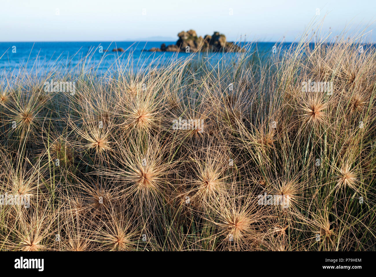 Coastal spinifex hi-res stock photography and images - Alamy