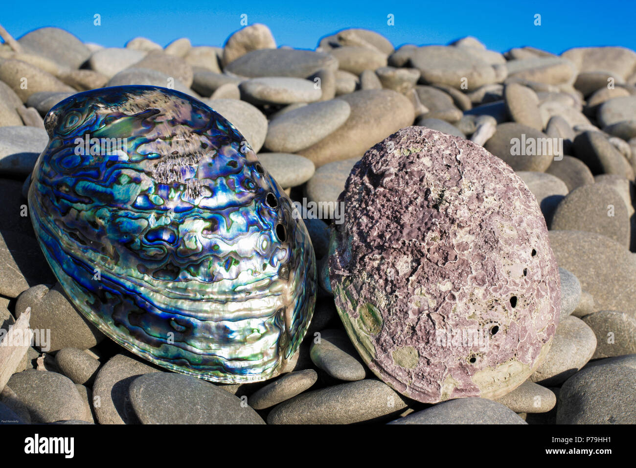 Paua shell hi-res stock photography and images - Alamy