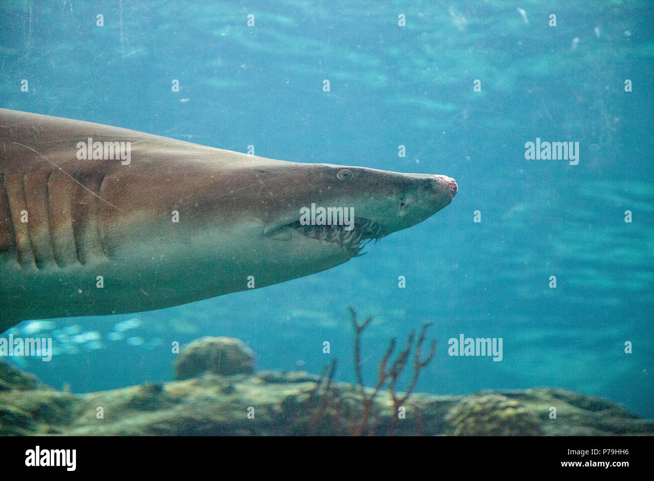 Blacktip shark teeth hi-res stock photography and images - Alamy