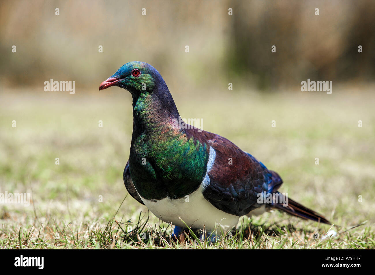 New Zealand pigeon or kereru (Hemiphaga novaeseelandiae Stock Photo - Alamy