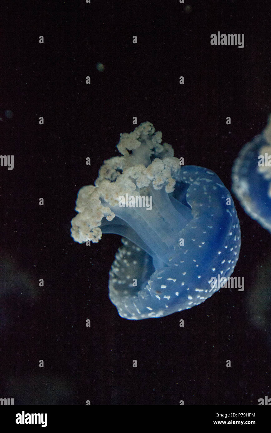 Blue colored Australian spotted jellyfish Phyllorhiza punctata floats ...