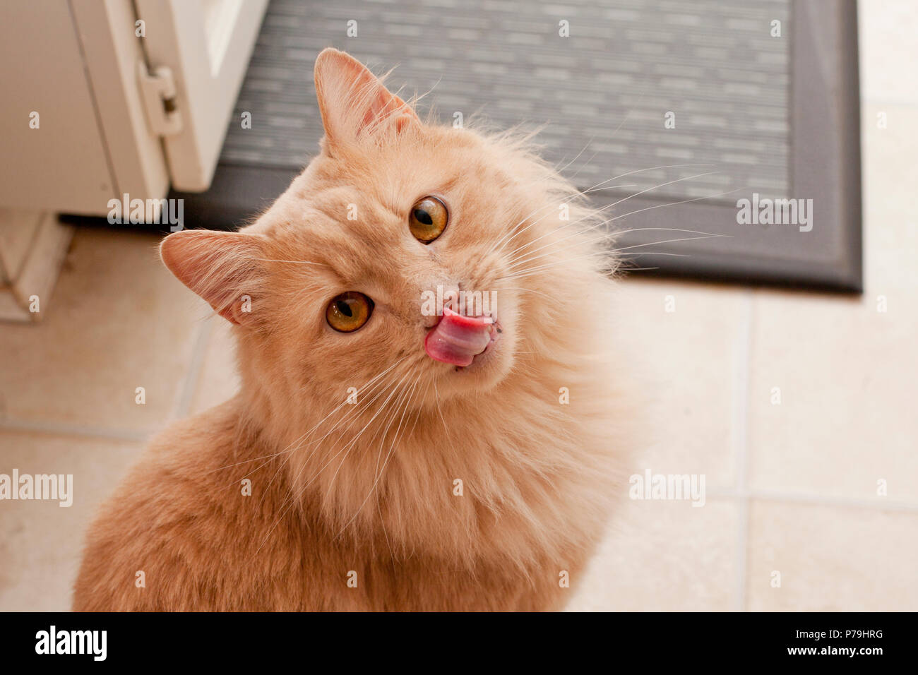 Cat stick out tongue hi-res stock photography and images - Alamy
