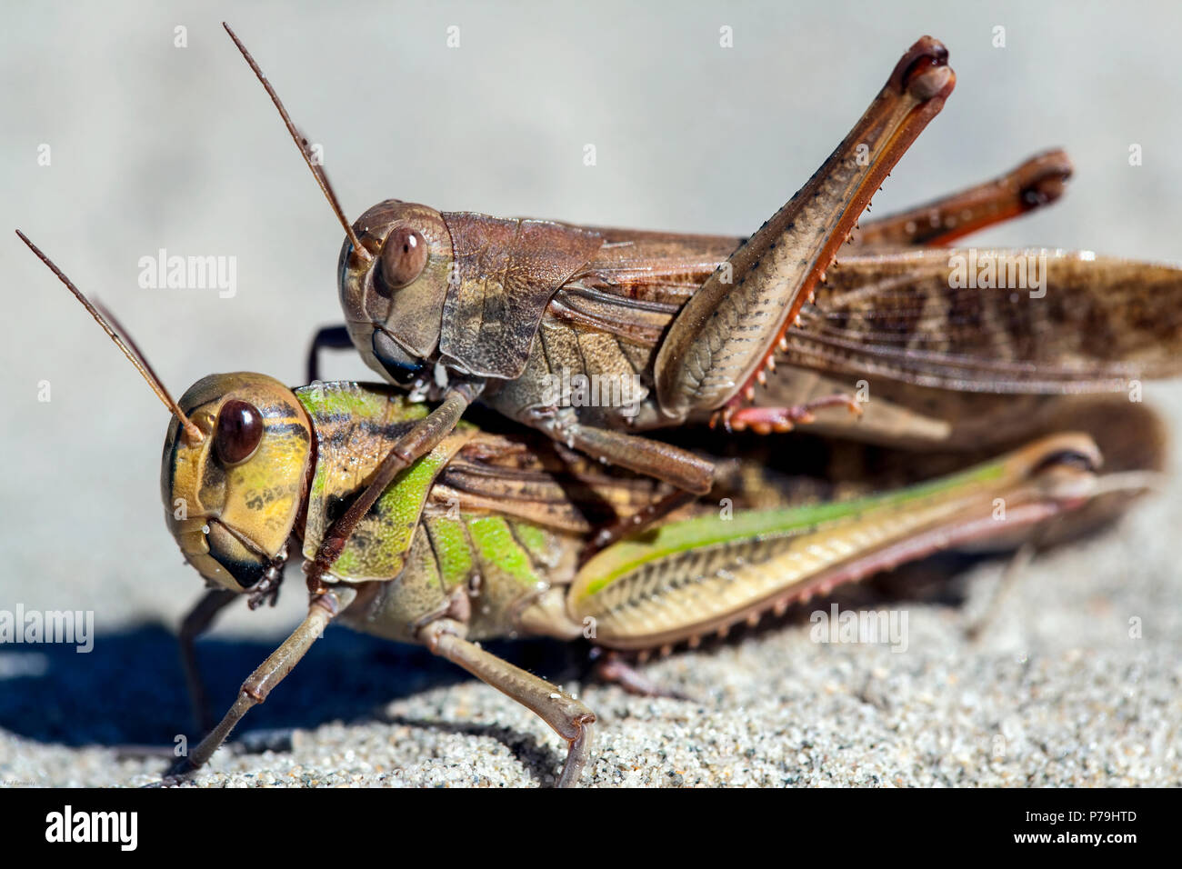 New Zealand grasshoppers (Phaulacridium marginale) on sand dunes Stock Photo - Alamy