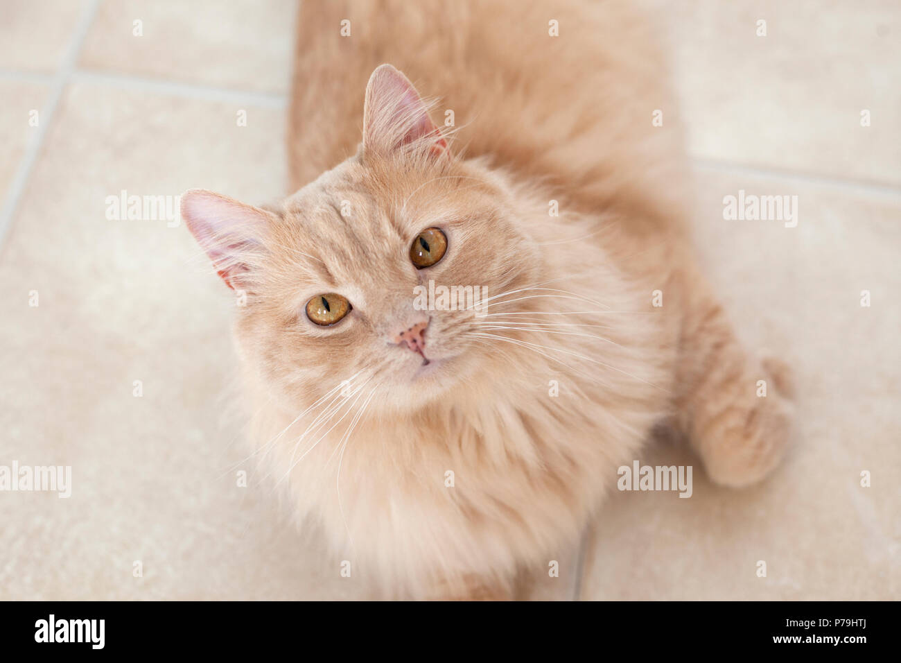 A beautiful fluffy buff cat poses on the floor Stock Photo - Alamy