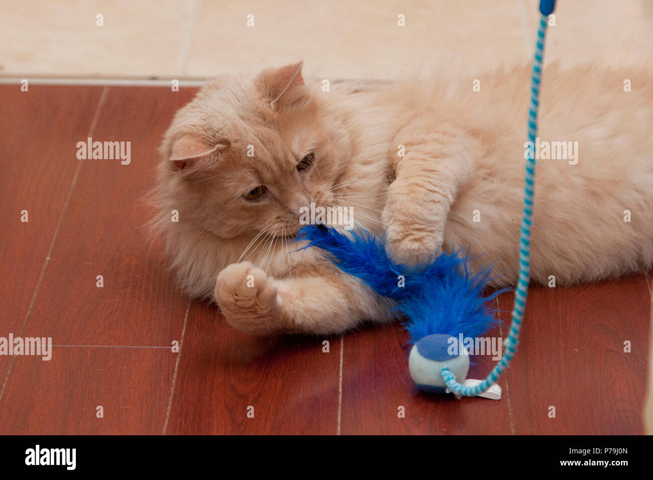 Fluffy cat toy hi-res stock photography and images - Alamy