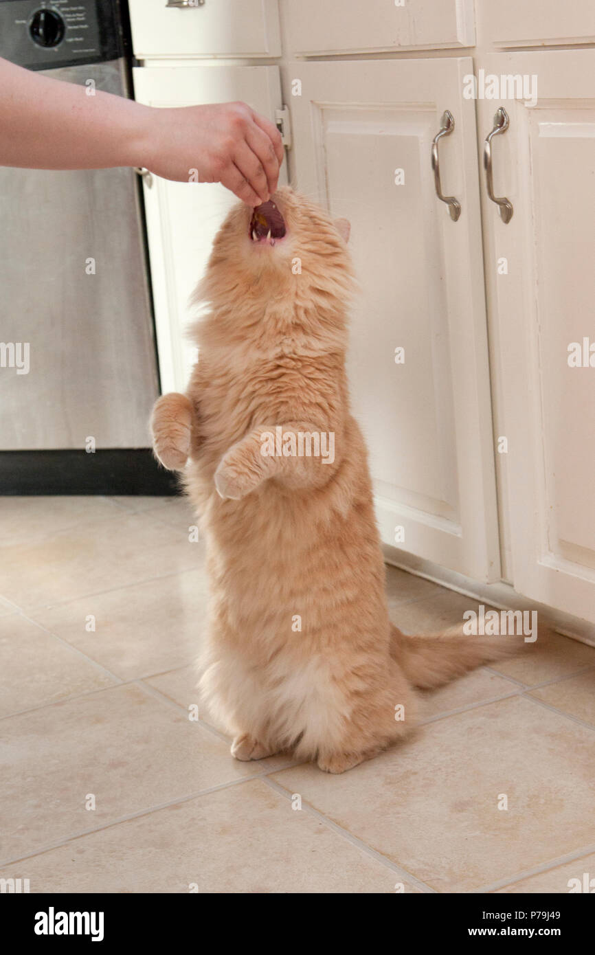 Cat sit legs hi-res stock photography and images - Alamy