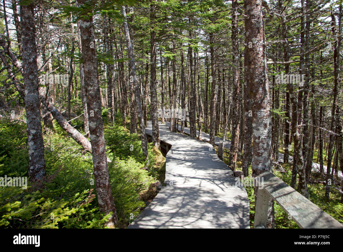 Forest trees wilderness newfoundland canada hi-res stock photography ...