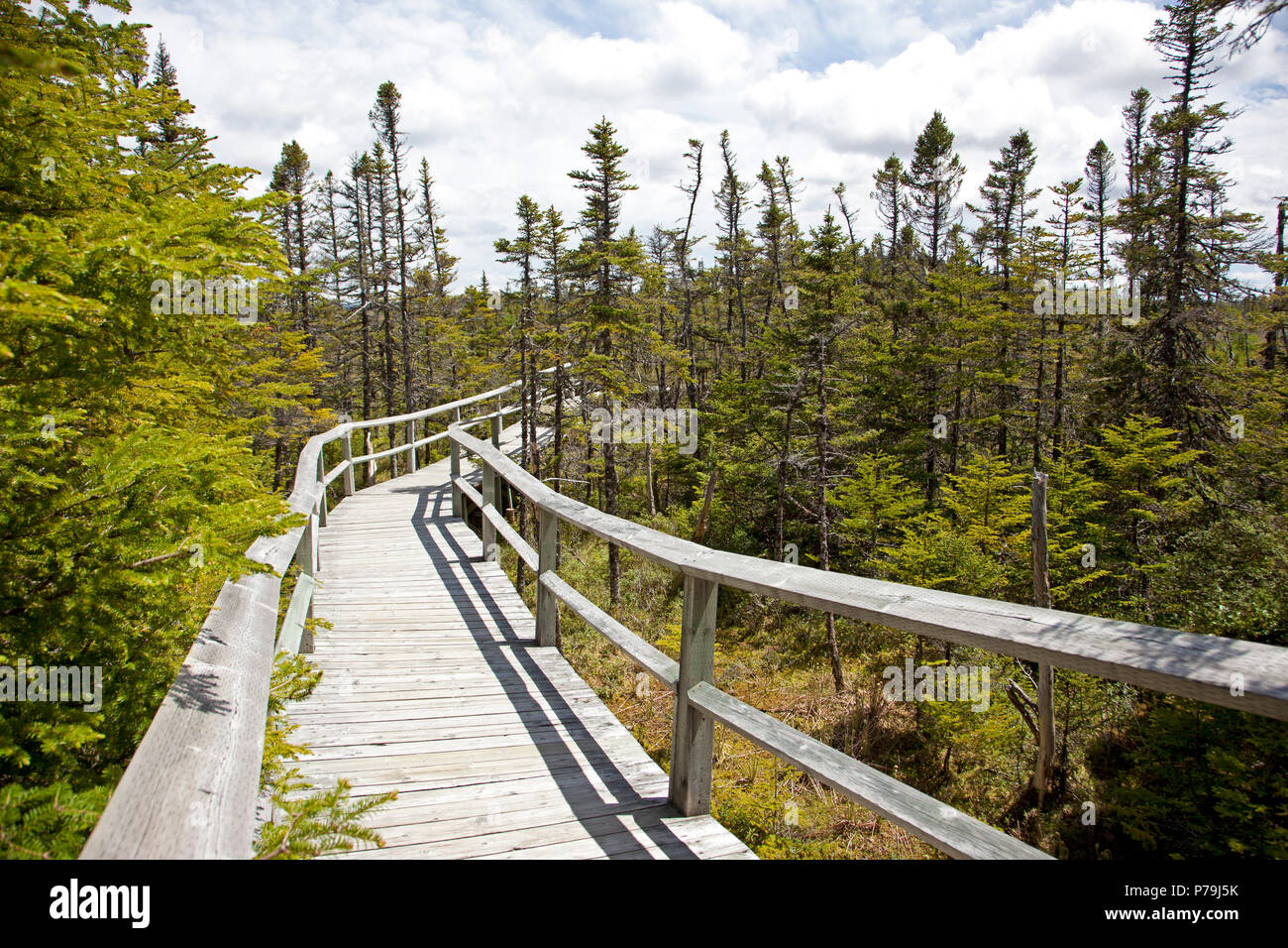 Wooden boardwalk in rural hi-res stock photography and images - Alamy