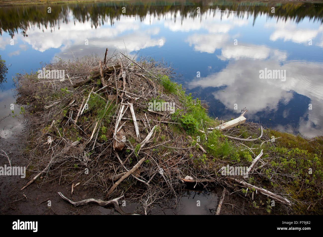 A beaver has built itself a dam or fortress beside a pond in ...