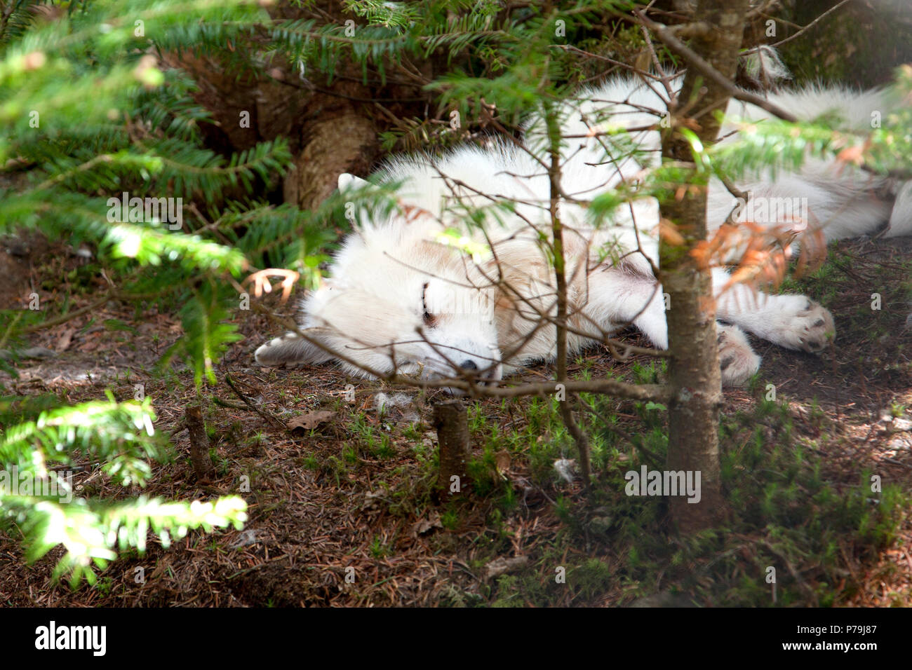 A tired young white fox has an afternoon nap in a sunny summer woods ...