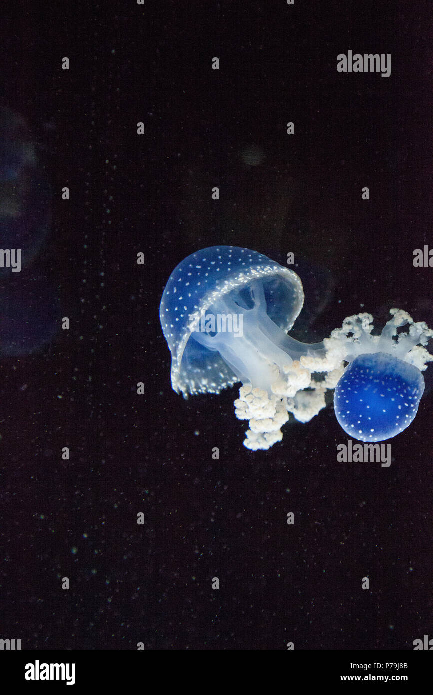 Blue colored Australian spotted jellyfish Phyllorhiza punctata floats ...