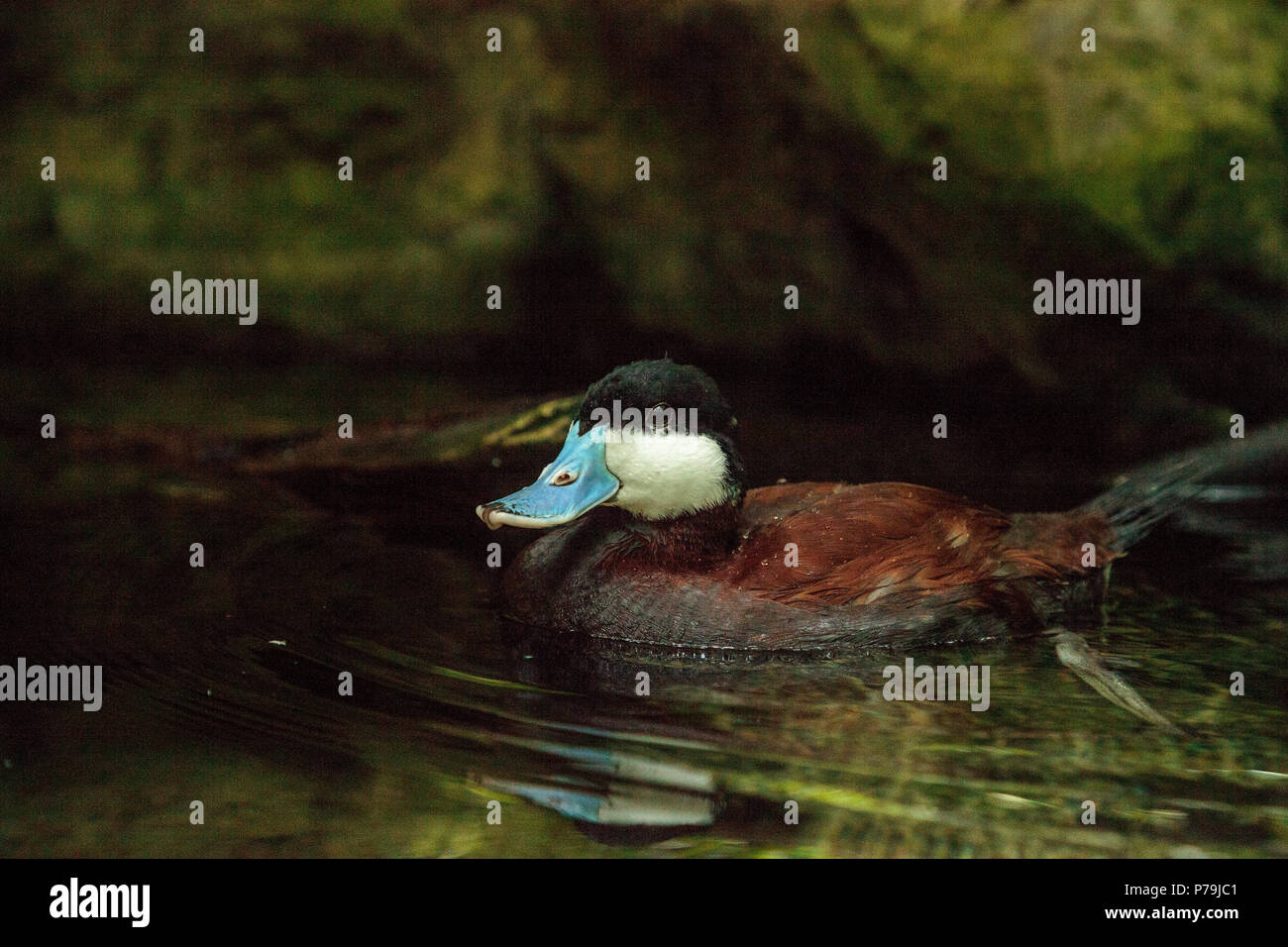 Ruddy duck Oxyura jamaicensis with a blue bill swims in a pond in ...