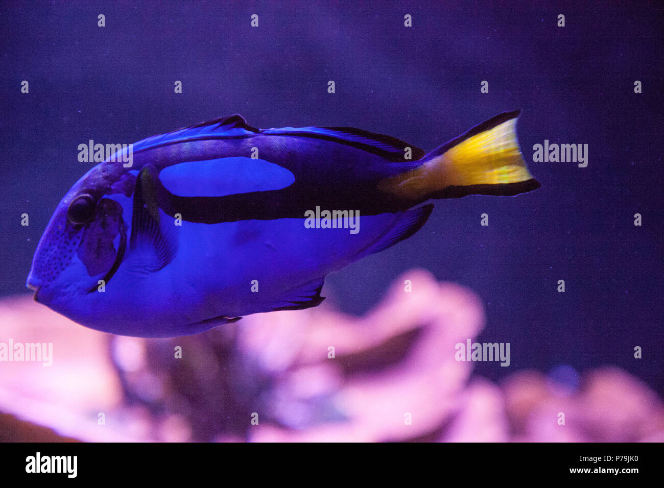 Blue hippo tang hi-res stock photography and images - Alamy