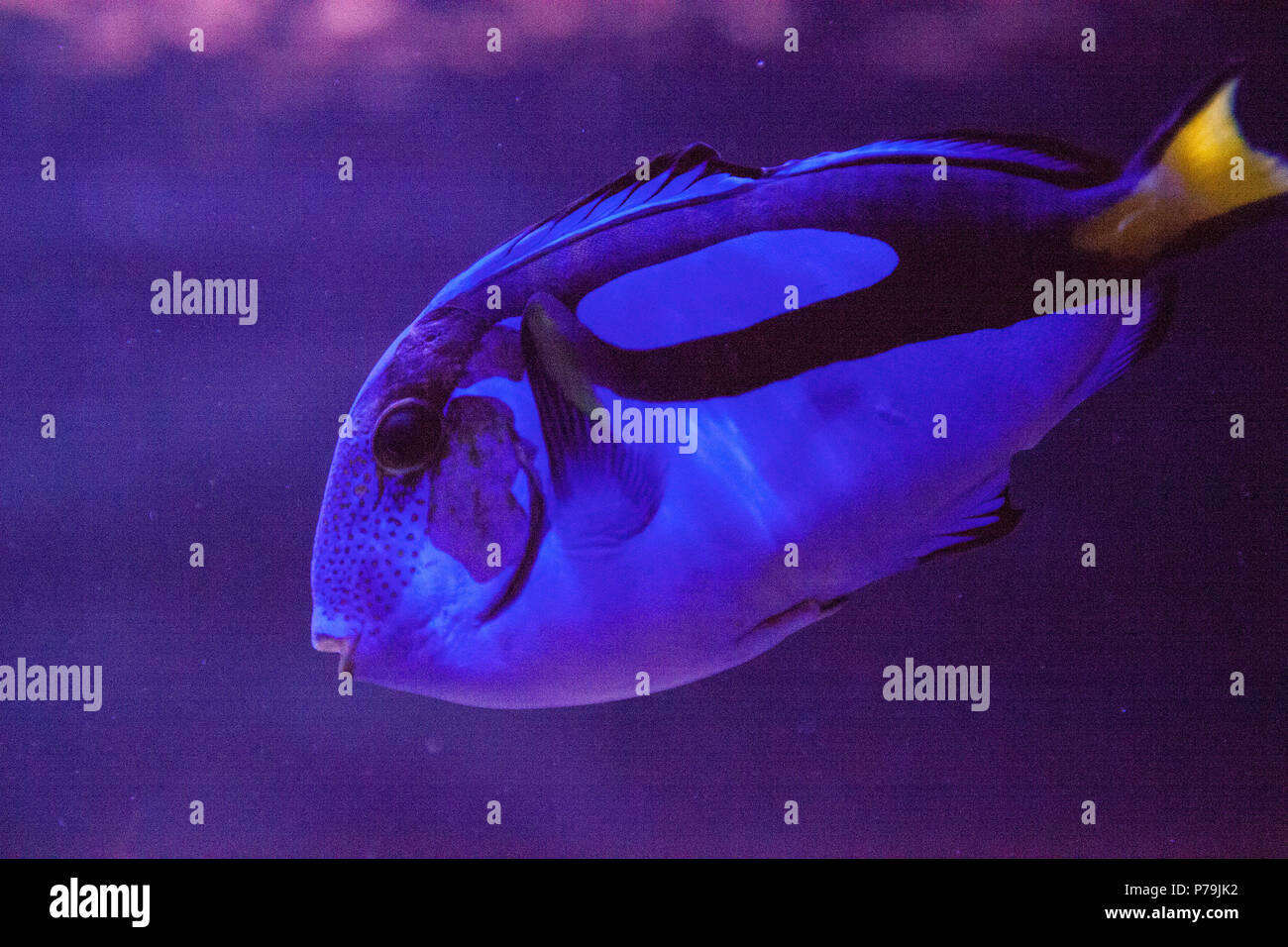 Blue Hippo Tang fish Paracanthurus hepatus swims over a coral reef ...