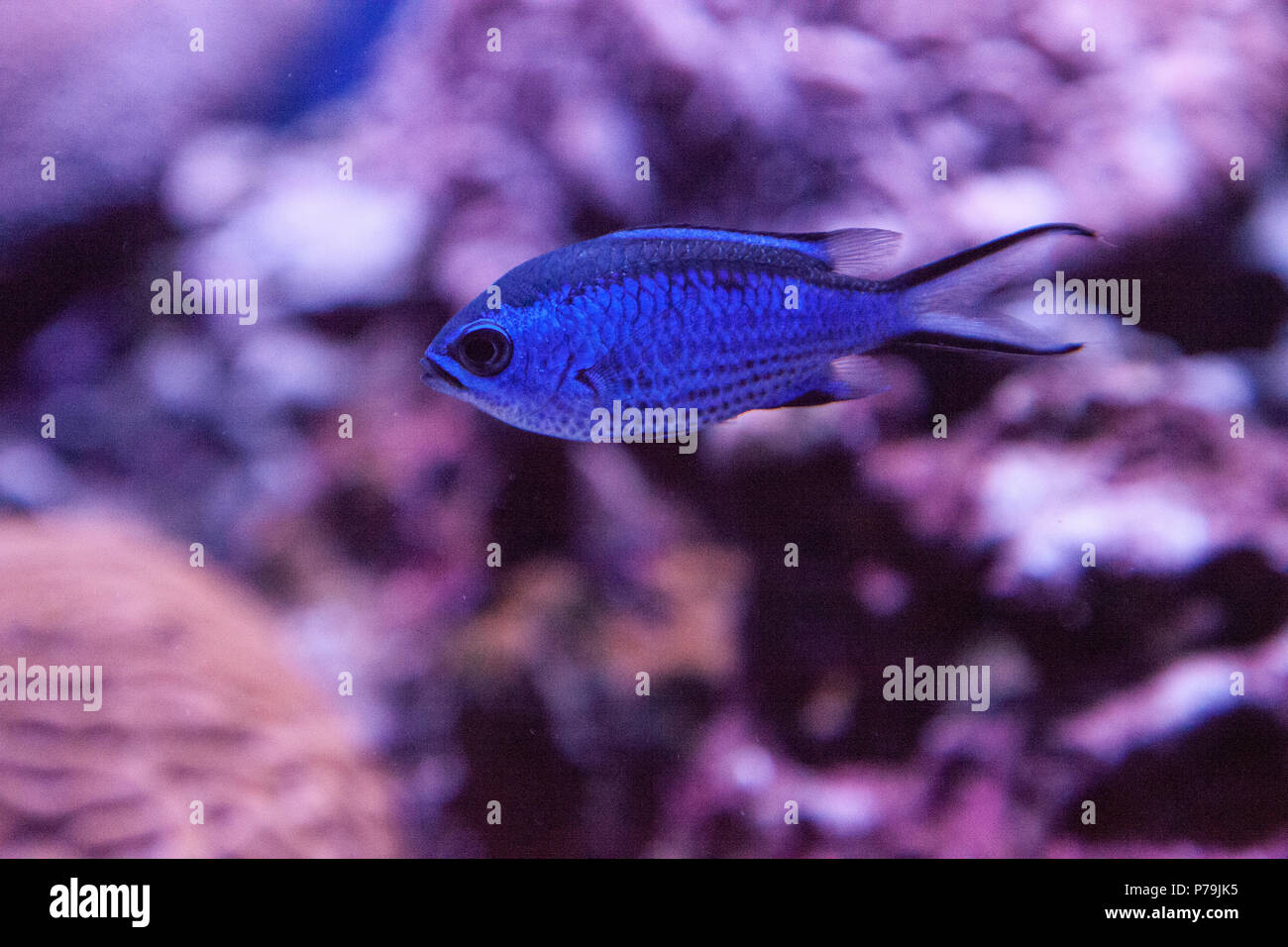 Blue reef chromis damselfish Chromis cyaneus swims through a coral reef ...