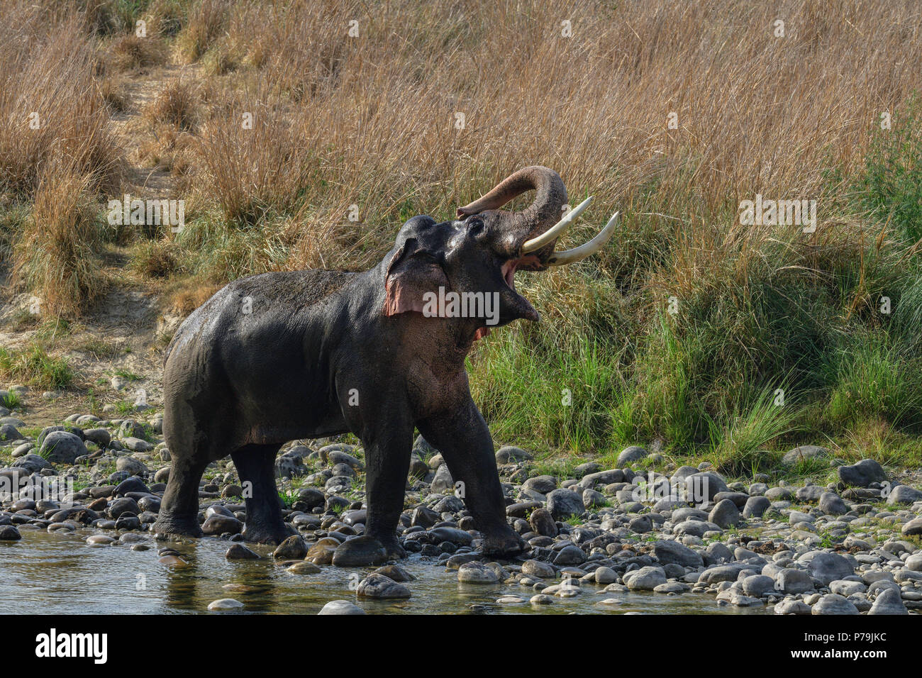 Asian wild tusker/elephant finding relief by cooling off in the Jim ...