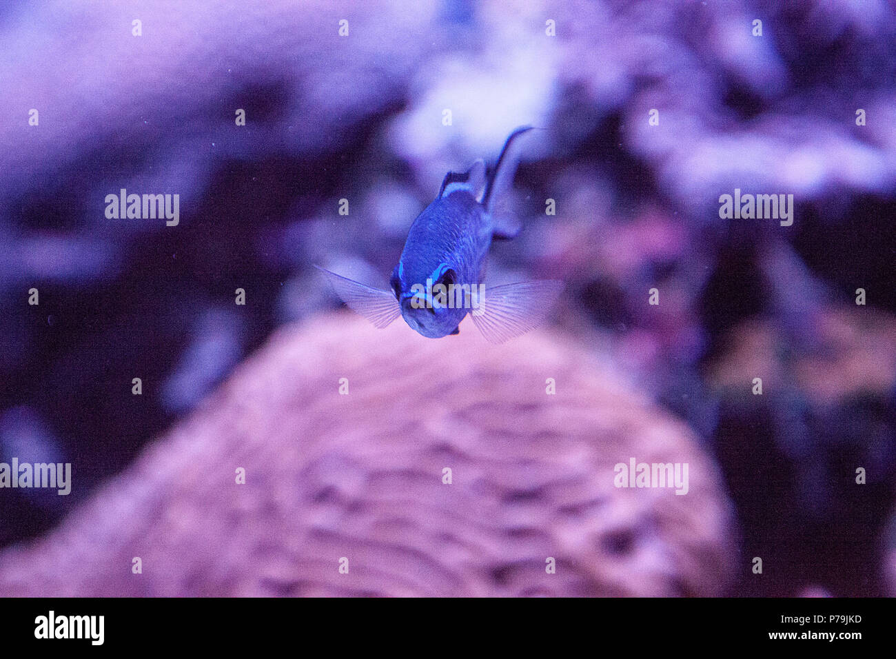 Blue reef chromis damselfish Chromis cyaneus swims through a coral reef ...