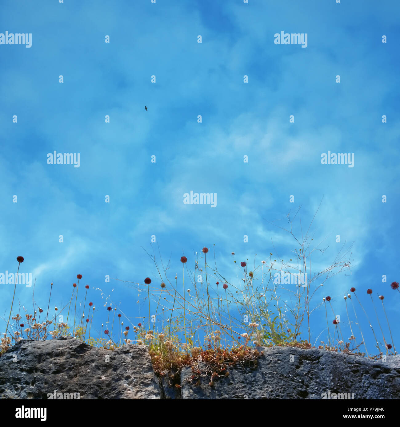 Stone flowers landscape design hi-res stock photography and images - Alamy