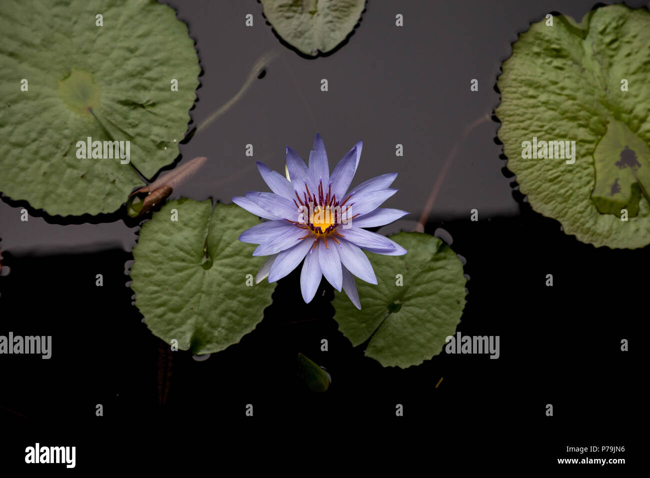 Stellate flower hi-res stock photography and images - Alamy