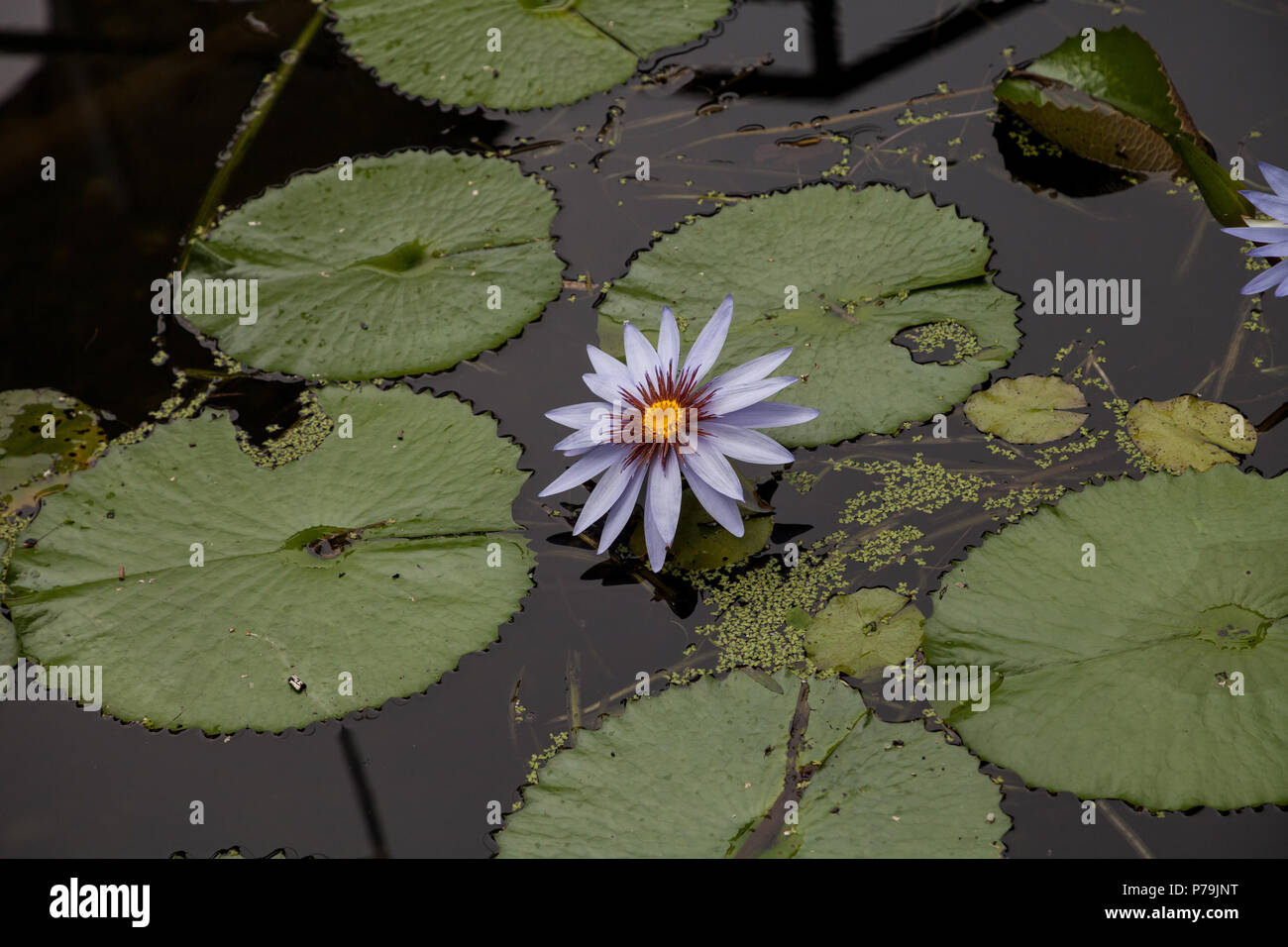 Stellate flower hi-res stock photography and images - Alamy