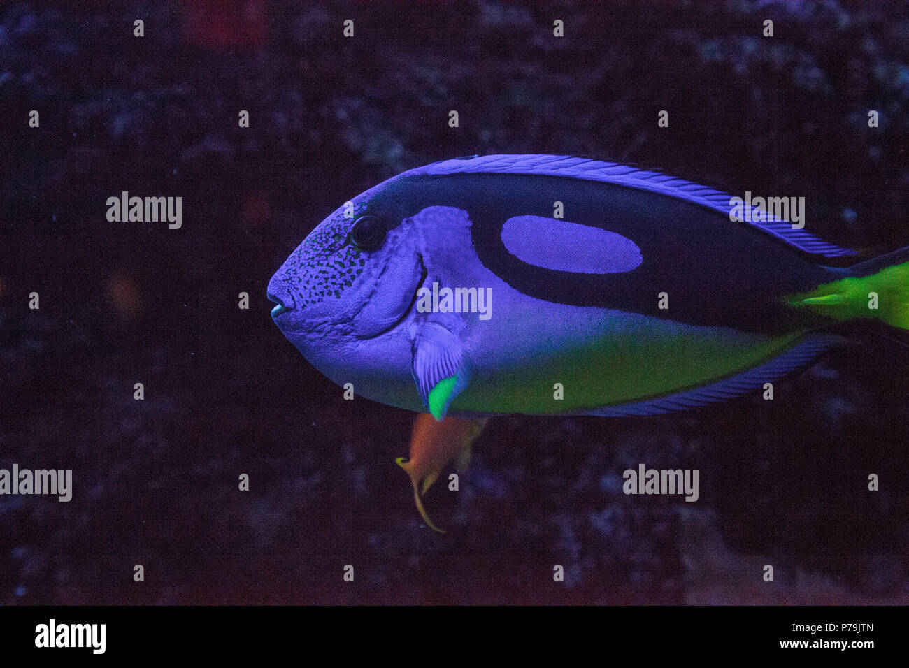 Blue Hippo Tang fish Paracanthurus hepatus swims over a coral reef ...