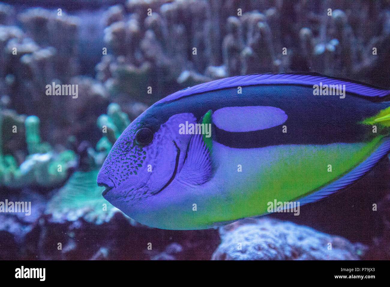 Blue Hippo Tang fish Paracanthurus hepatus swims over a coral reef ...