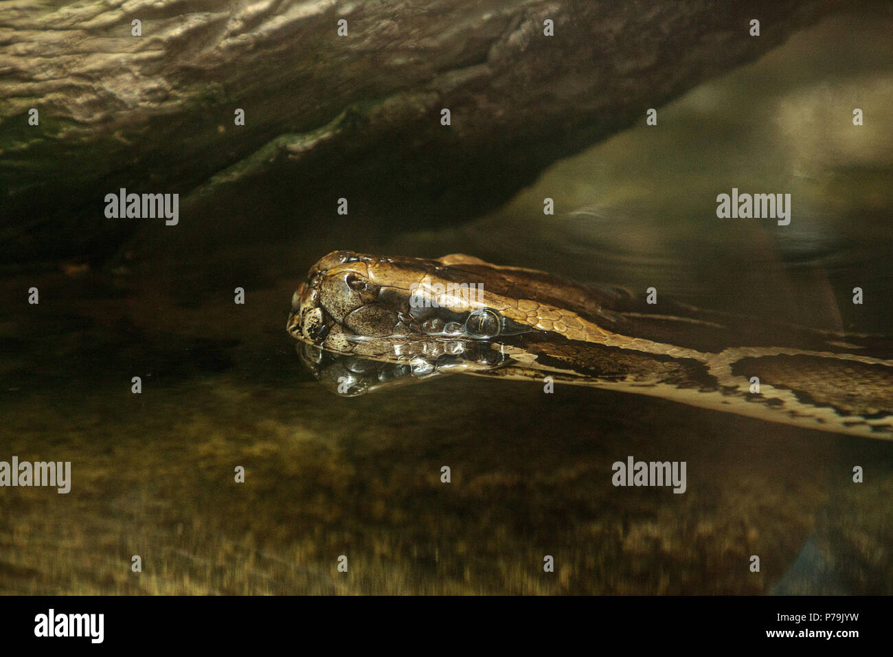 Burmese python Python bivittatus snake swims in the water in a marsh in ...