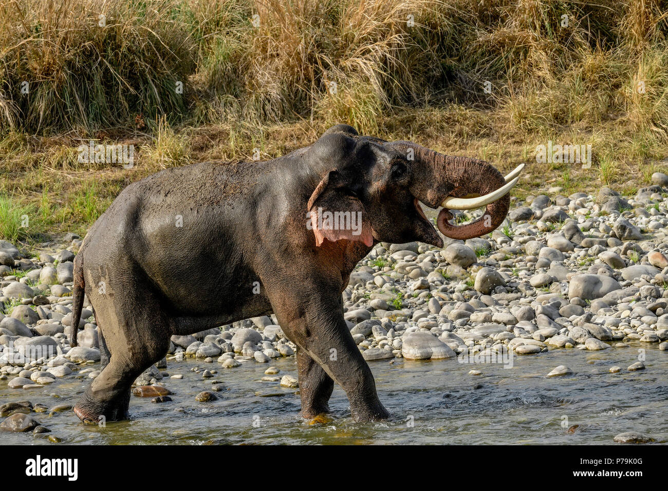Asian wild tusker/elephant finding relief by cooling off in the Jim ...