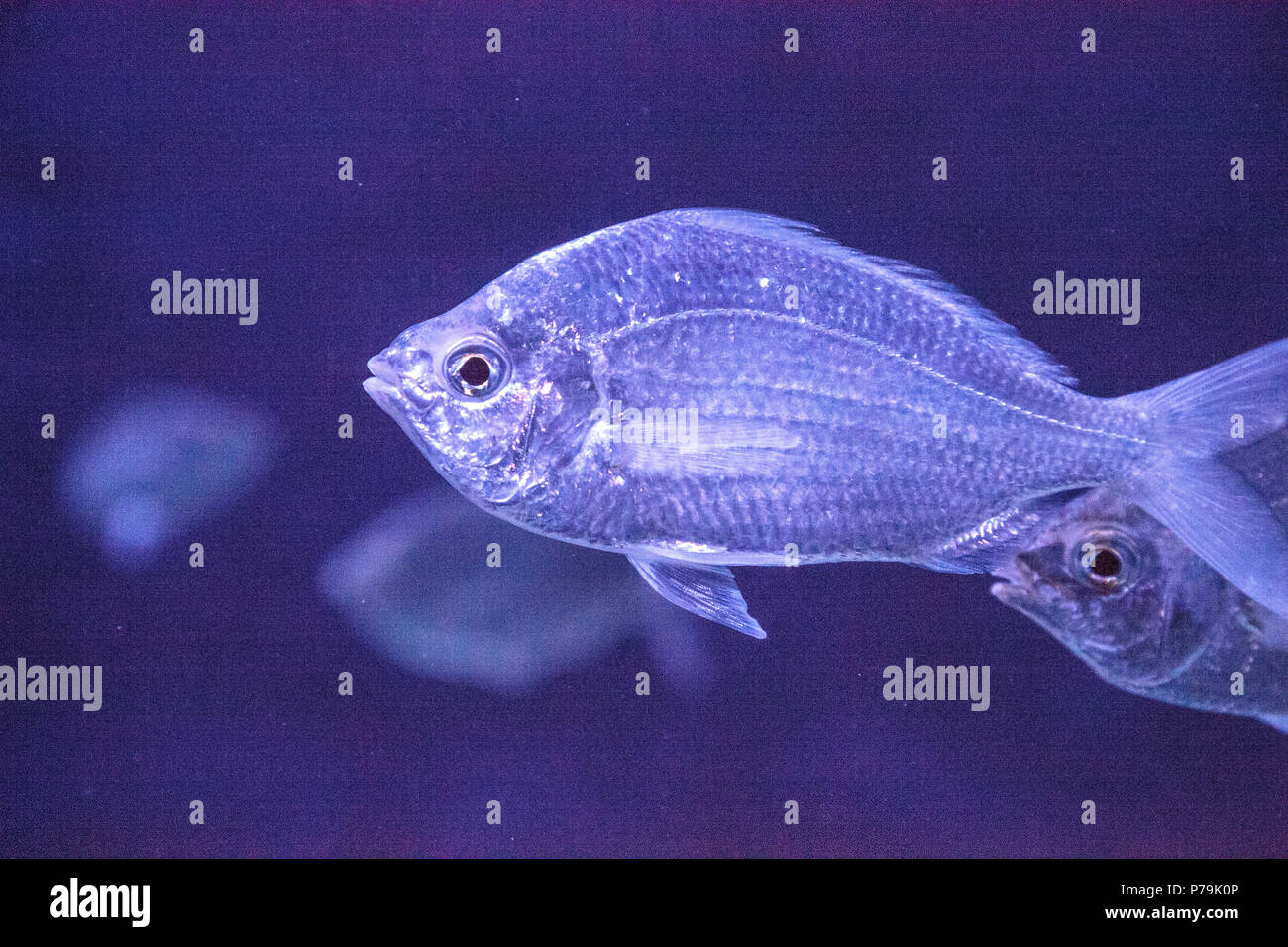 Clear Blue green chromis Chromis viridis swims along a coral reef Stock ...