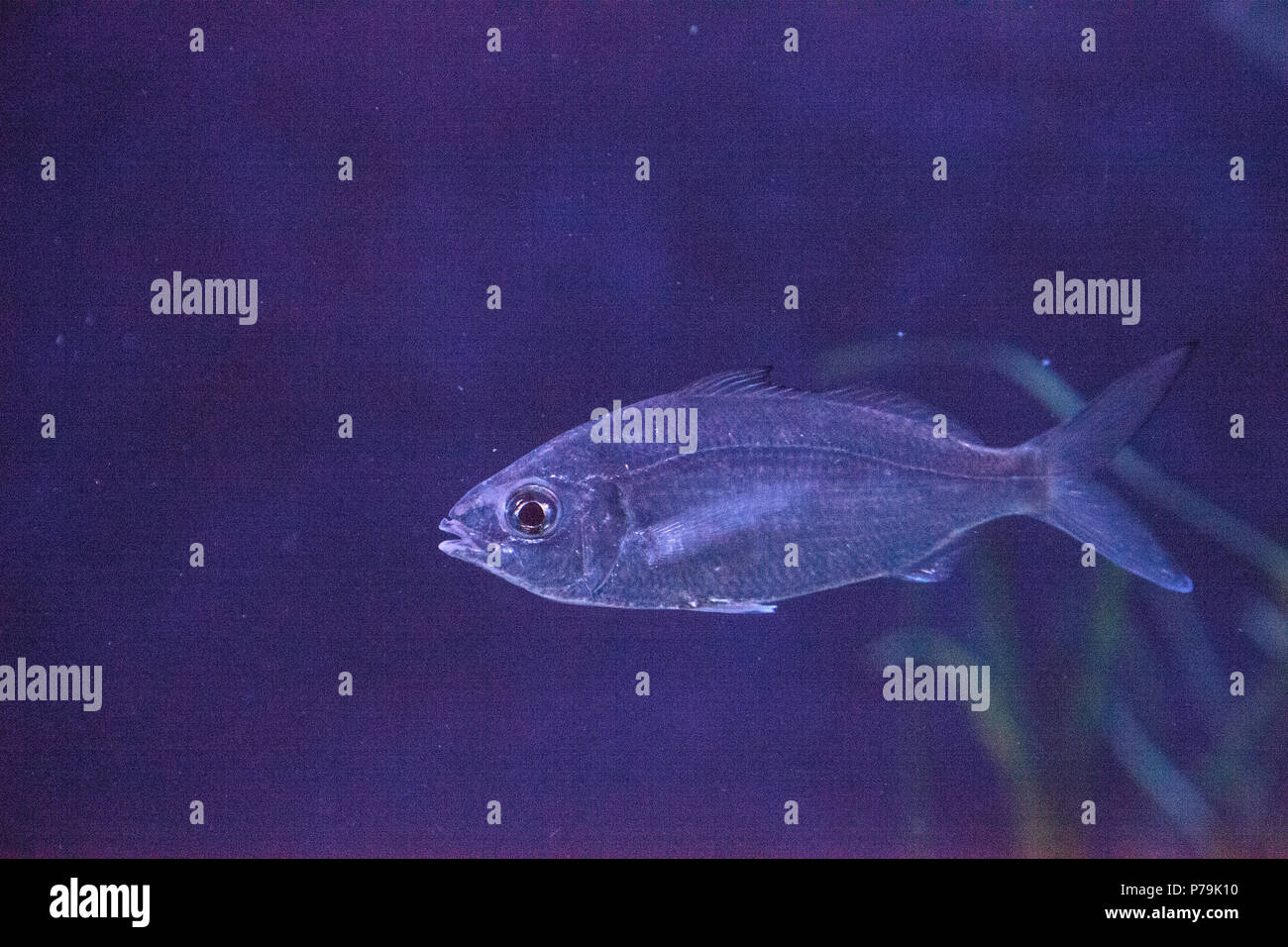 Clear Blue green chromis Chromis viridis swims along a coral reef Stock ...