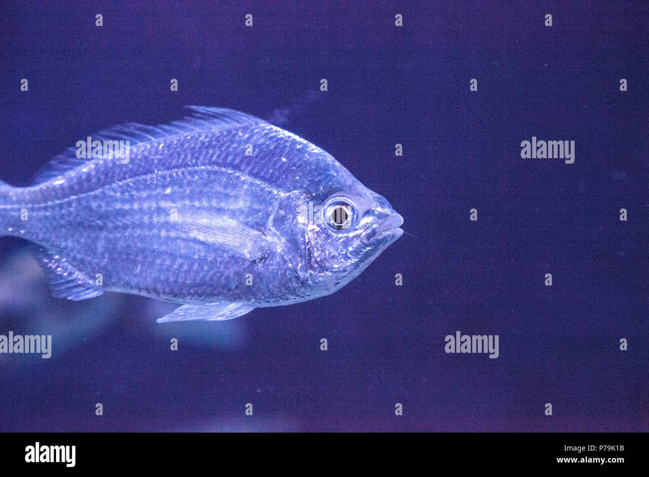 Clear Blue green chromis Chromis viridis swims along a coral reef Stock ...