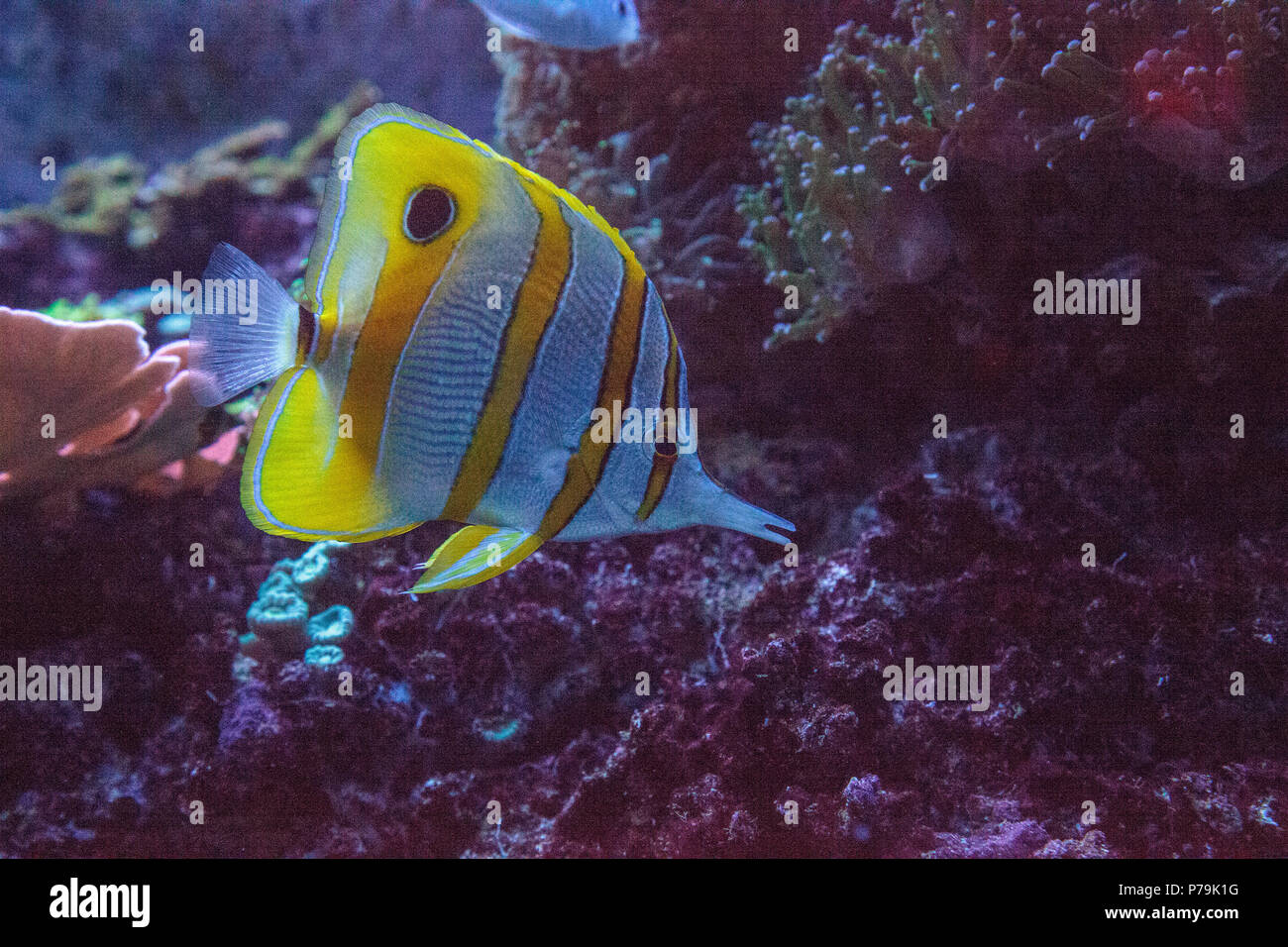 Copperband butterfly fish Chelmon rostratus with its long nose picks at ...