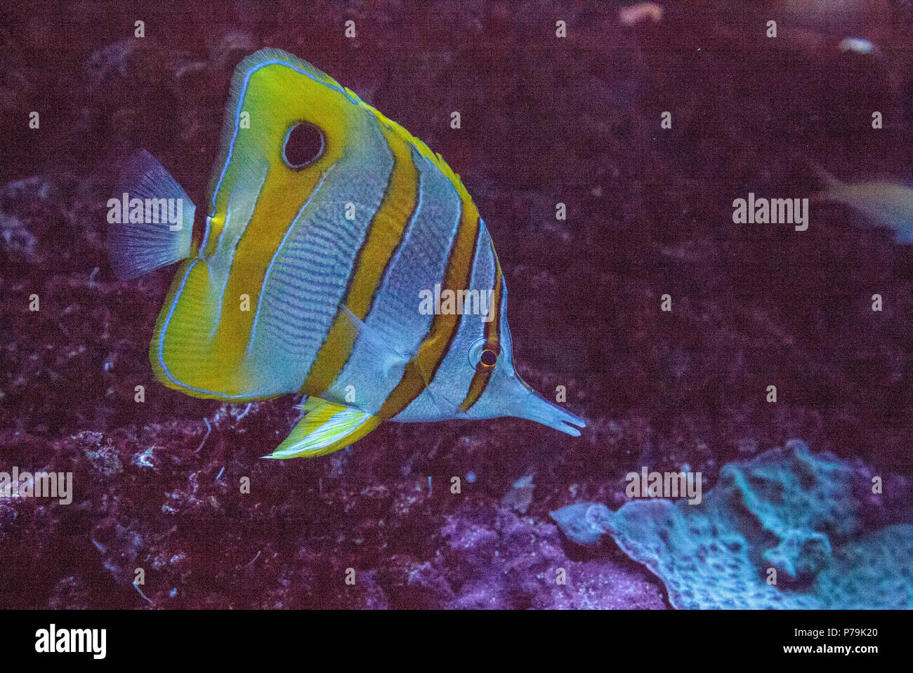 Copperband butterfly fish Chelmon rostratus with its long nose picks at ...