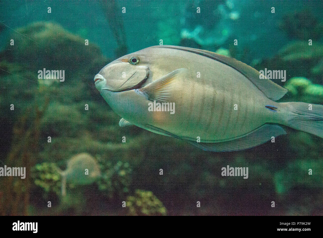 Doctorfish Tang High Resolution Stock Photography and Images - Alamy
