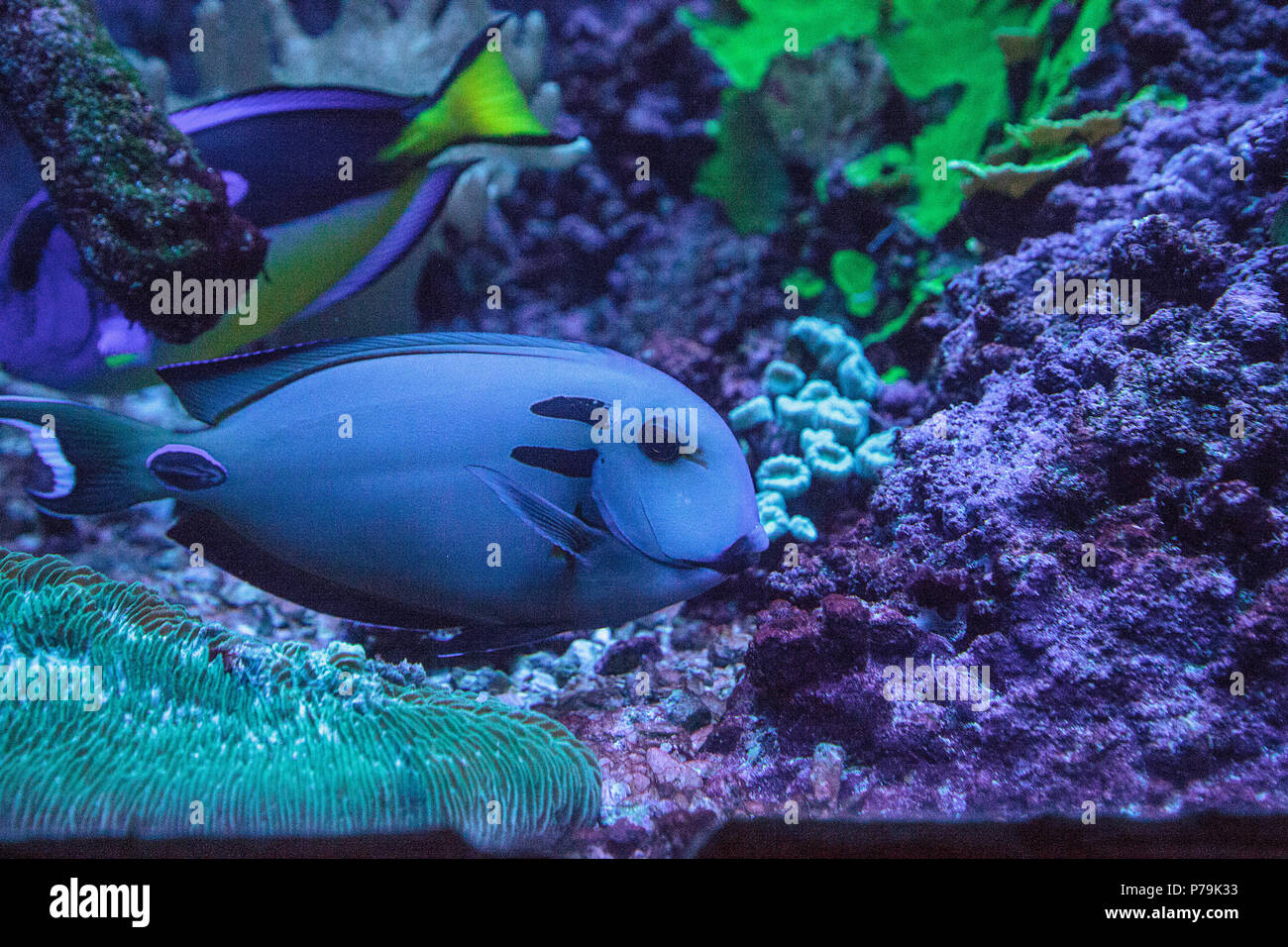 Doubleband surgeonfish Acanthurus tennenti swims along a coral reef ...