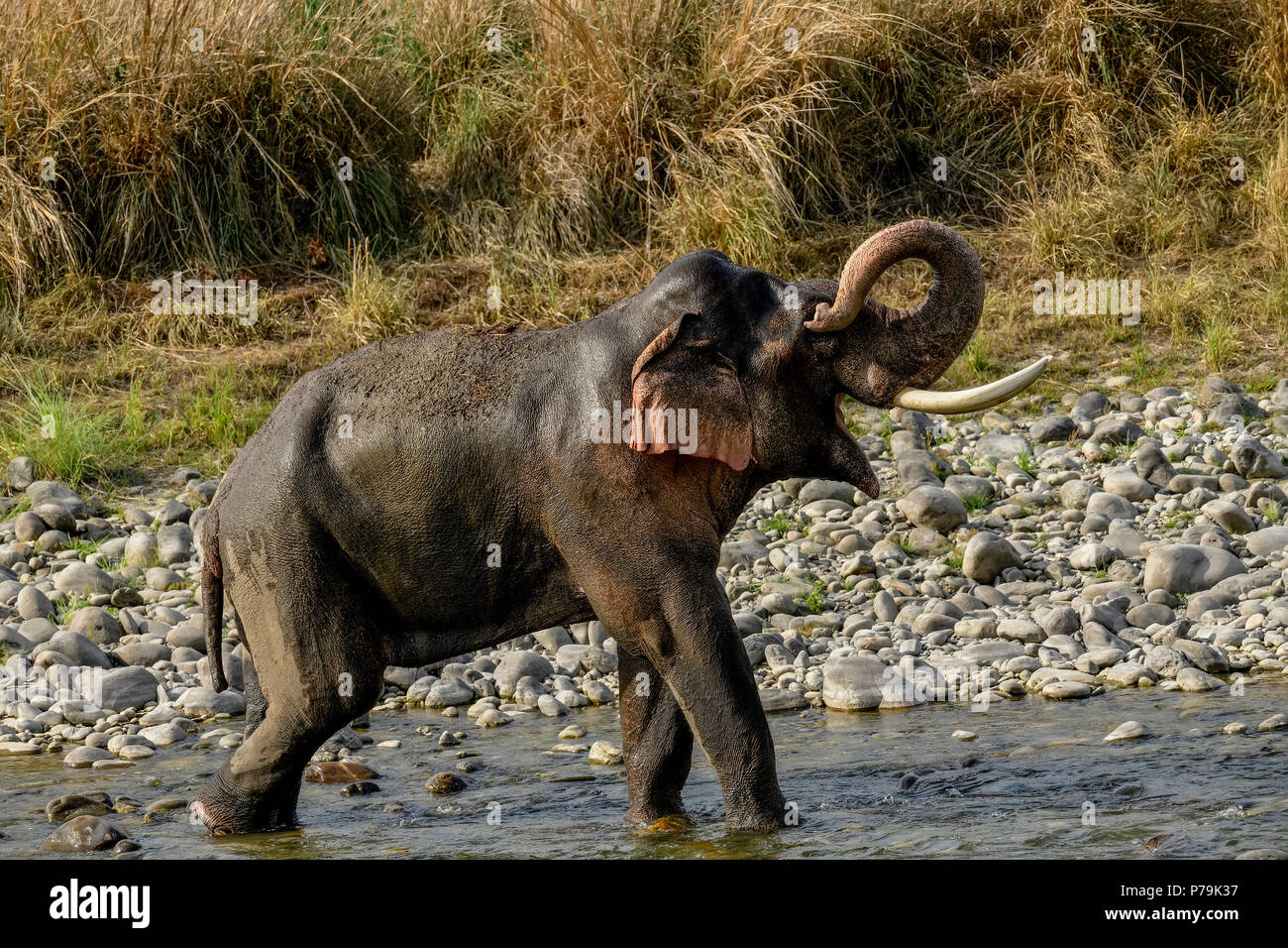 Asian elephant huge tusker walking hi-res stock photography and images ...