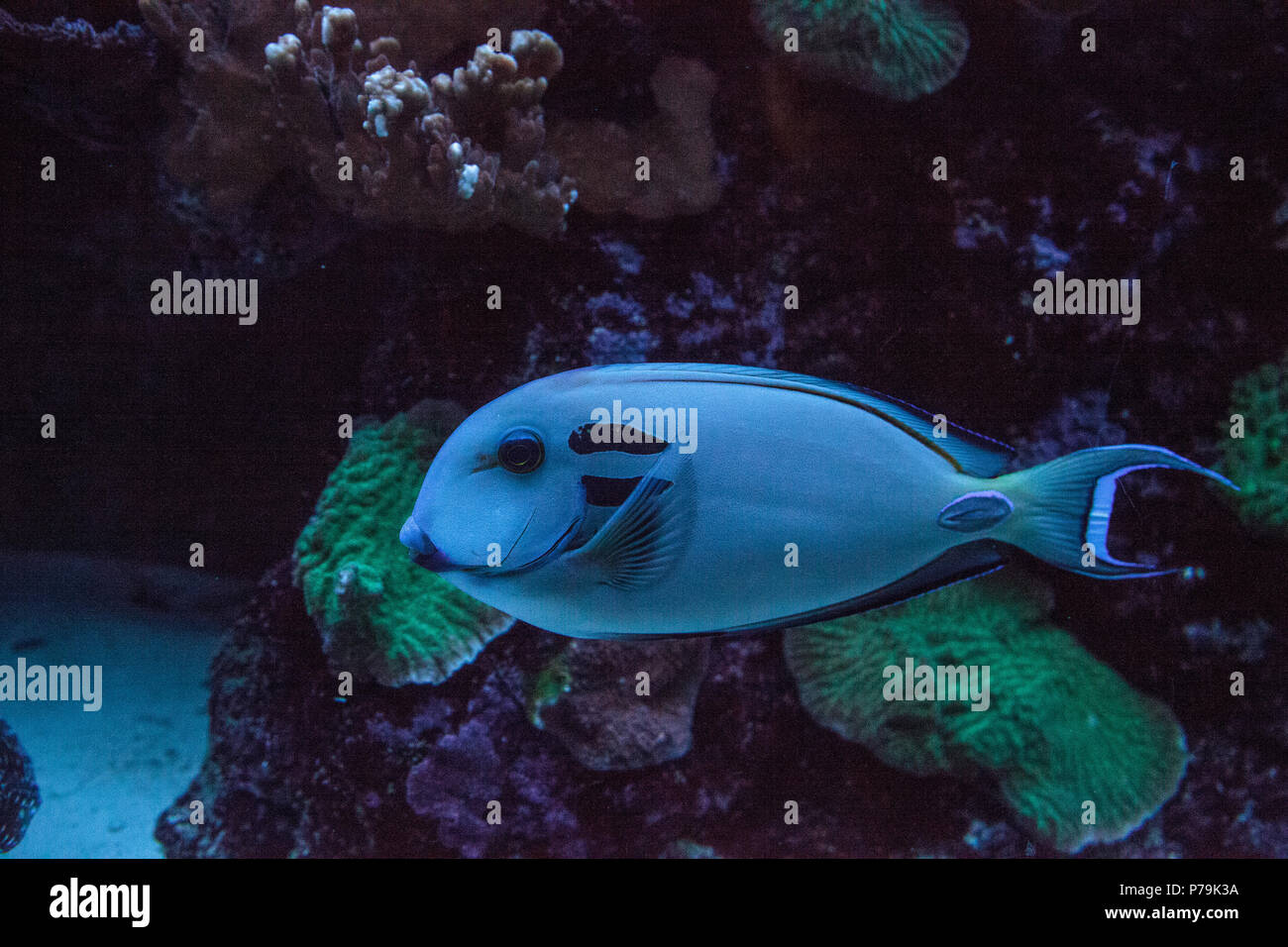 Doubleband surgeonfish Acanthurus tennenti swims along a coral reef ...