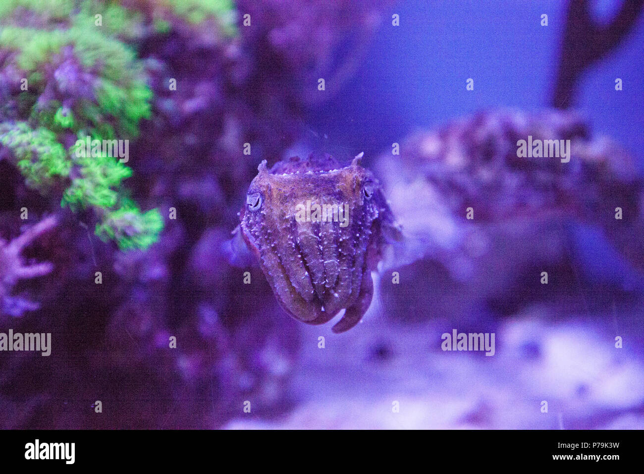 Dwarf cuttlefish Sepia bandensis is native to the western Pacific Ocean ...