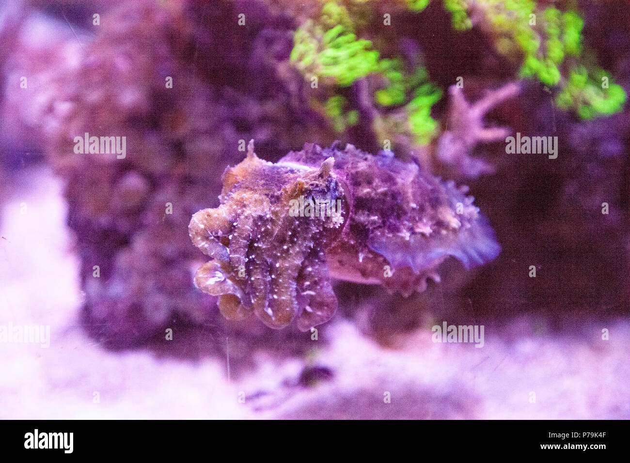 Dwarf cuttlefish Sepia bandensis is native to the western Pacific Ocean ...