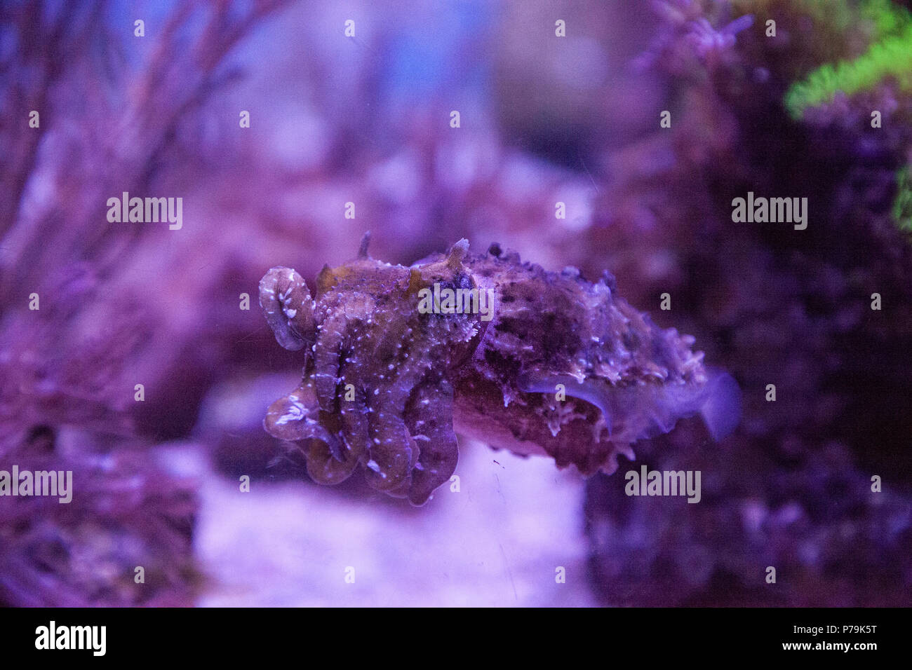 Dwarf cuttlefish Sepia bandensis is native to the western Pacific Ocean ...