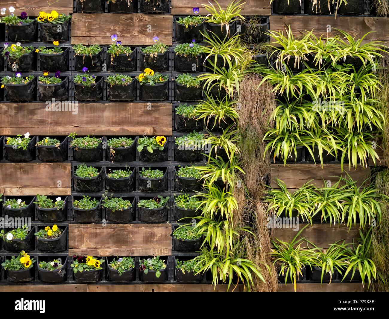 close up shot of garden wall flower arrangement Stock Photo - Alamy