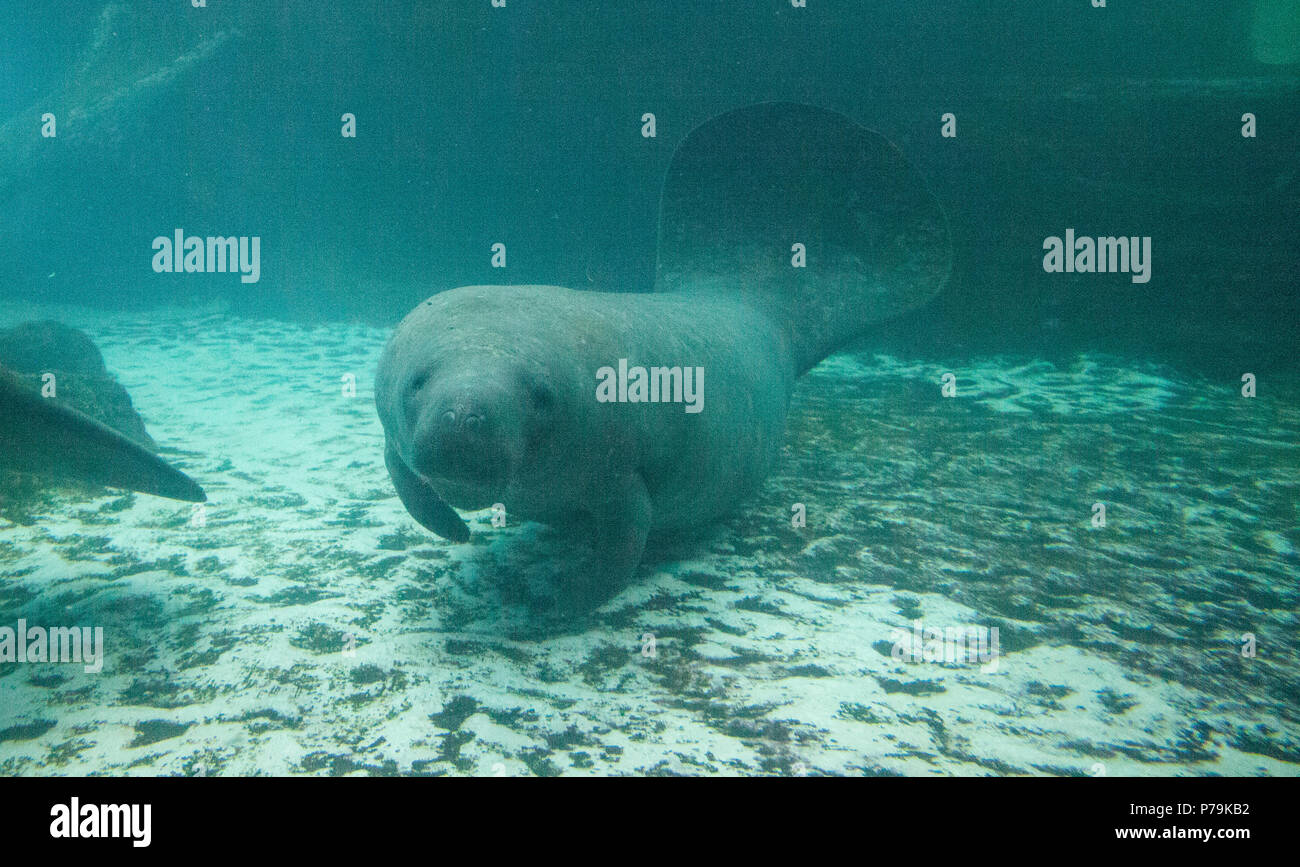 Florida manatee also called the West Indian manatee or sea cow ...