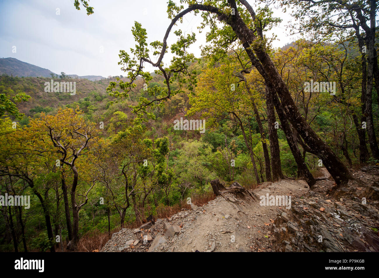 Dense forest at the Nandhour Valley, Kumaon Hills, Uttarakhand, India ...