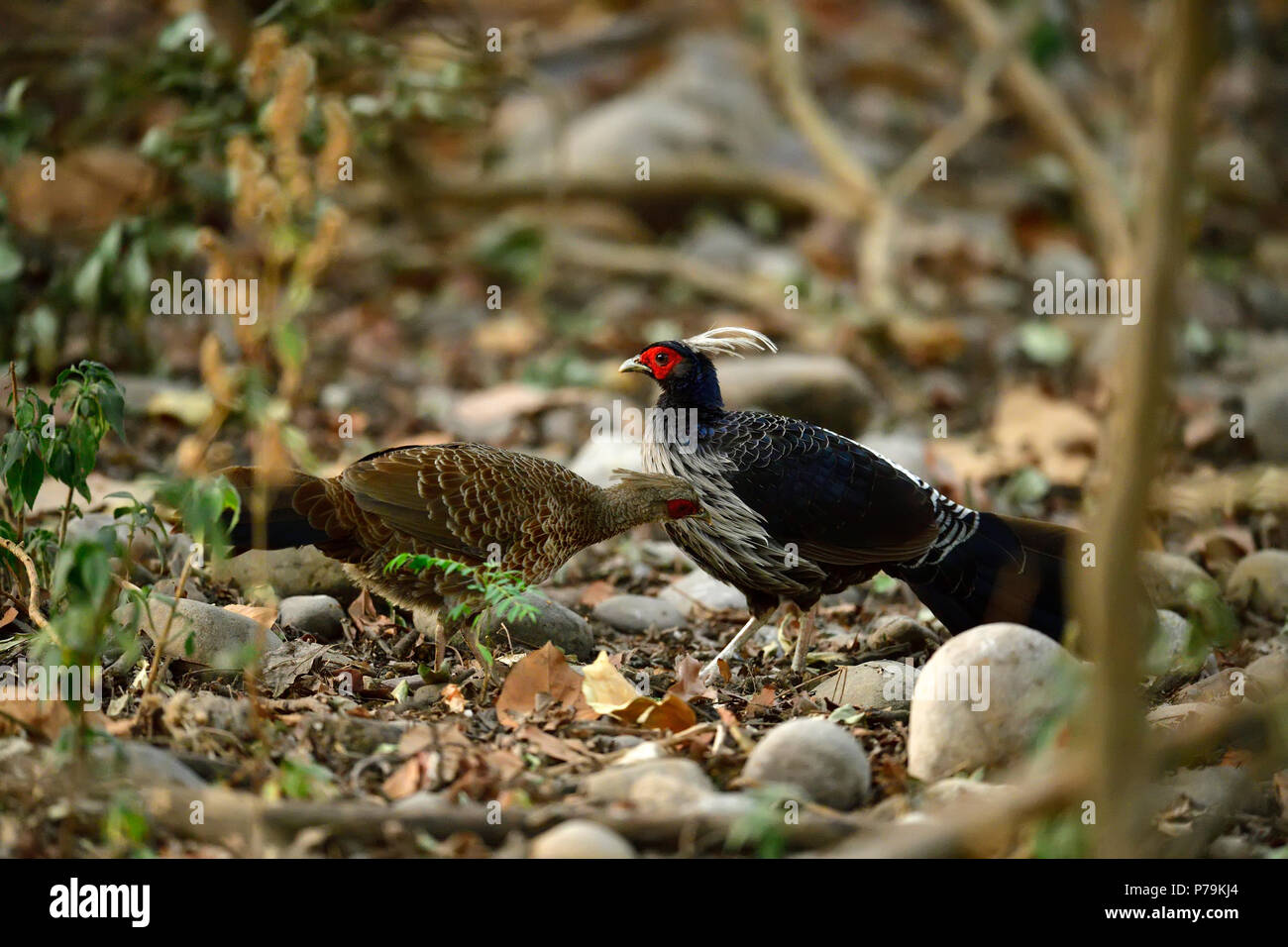 Male kalij pheasant hi-res stock photography and images - Alamy